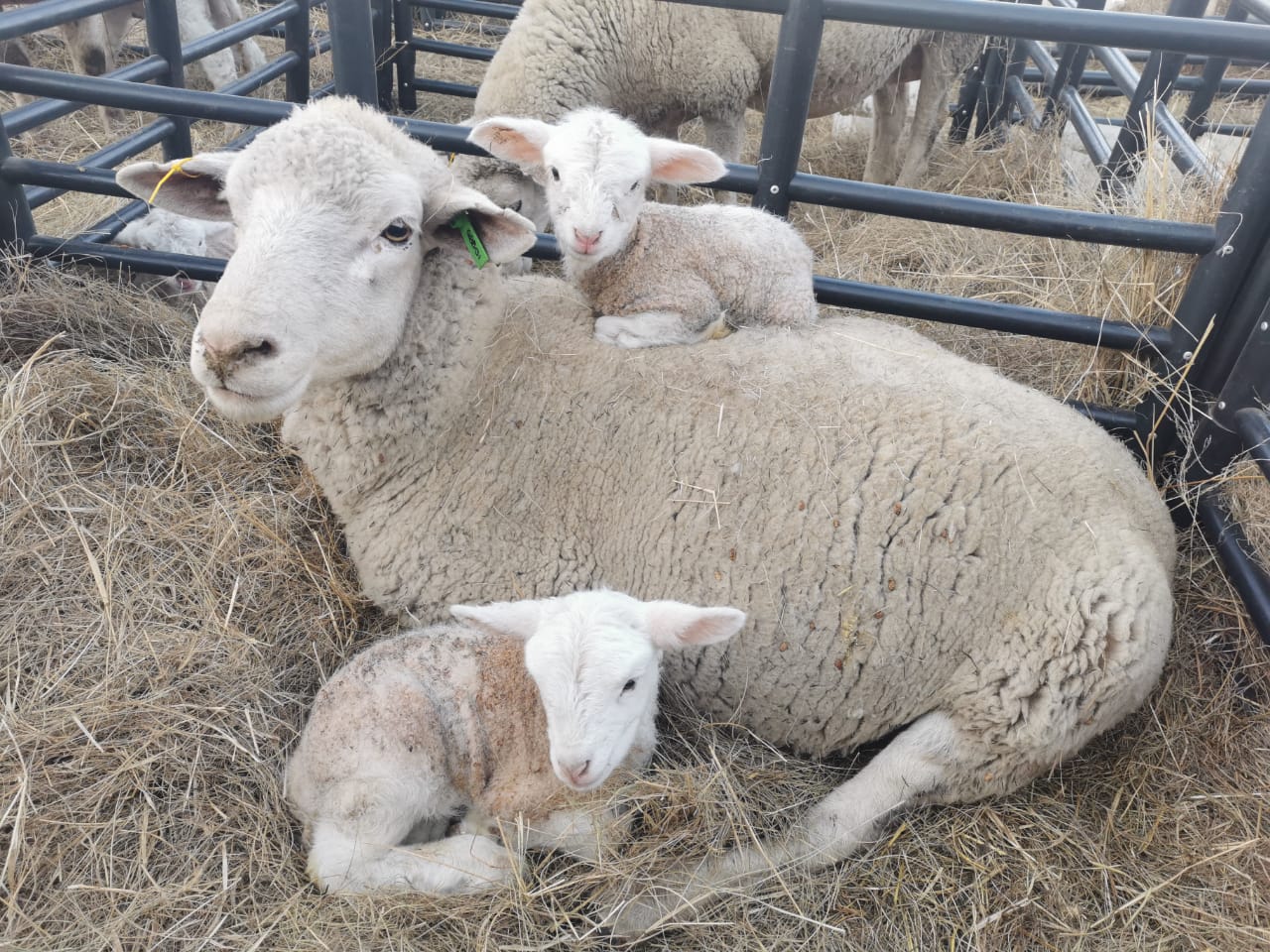 Mosamane Holdings – Committed to invest in and establish diversified ...