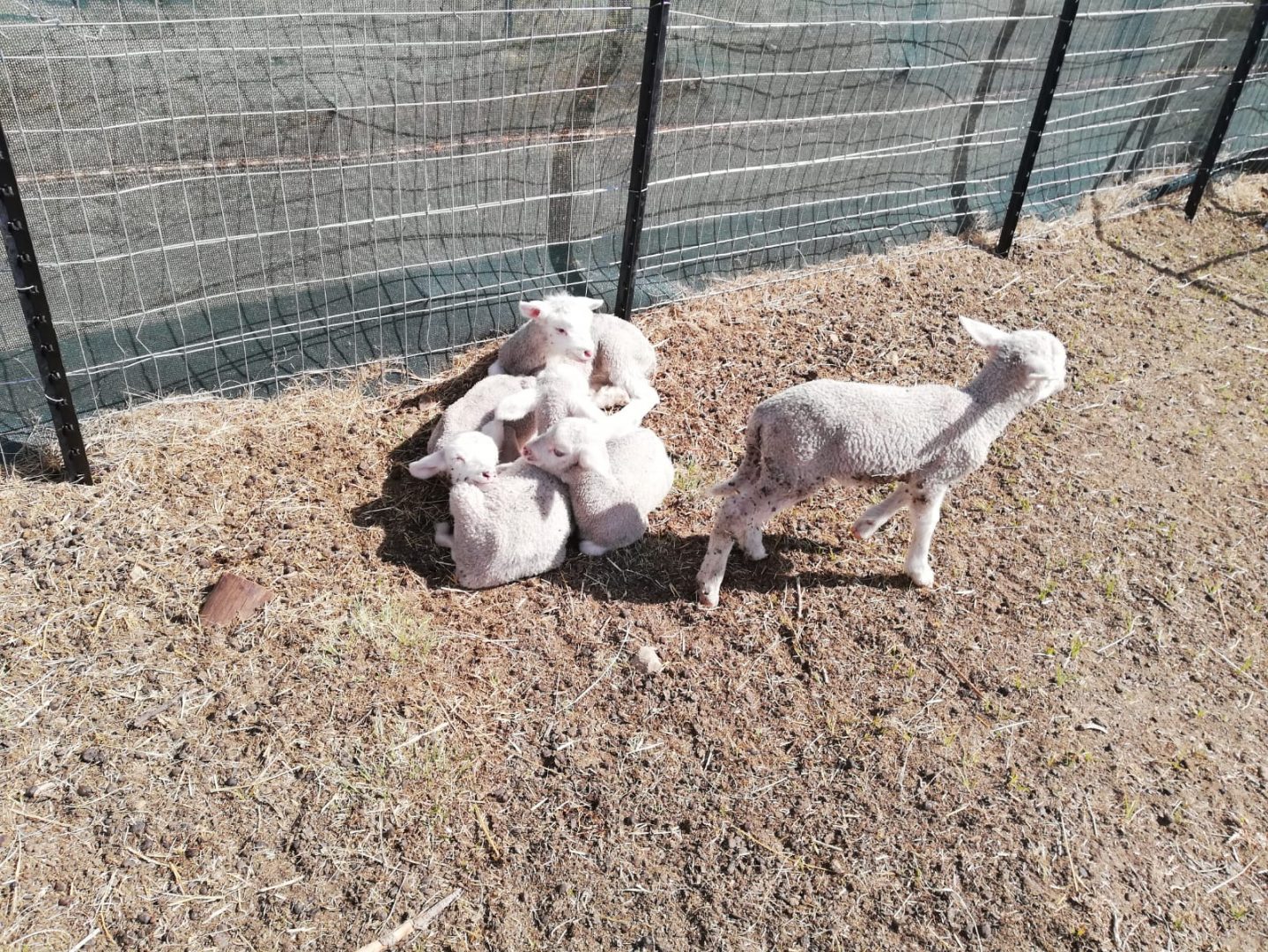 Mosamane Holdings – A genuinely transformational, demonstrably ...